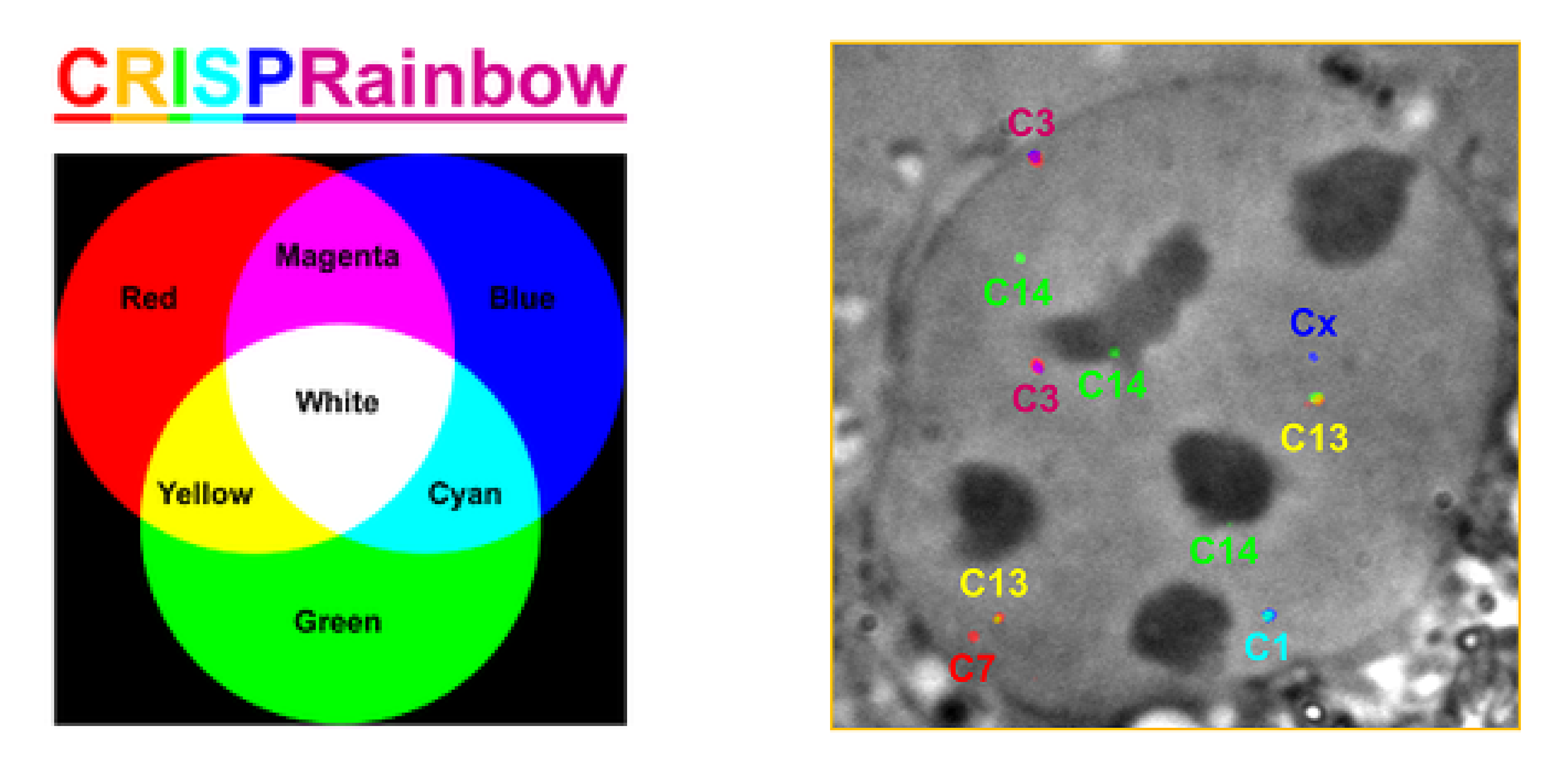 CRISPRainbow and Genome Visualization